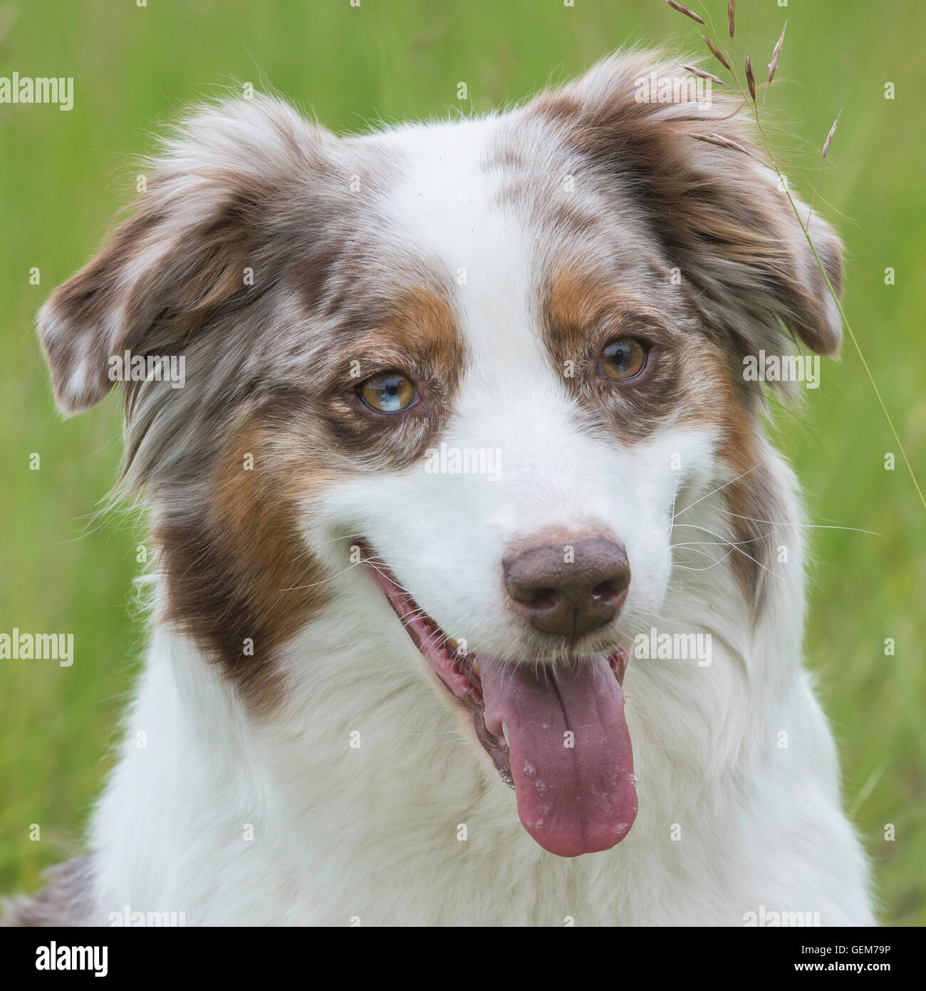 Red merle Australian shepherd dog, female Stock Photo - Alamy