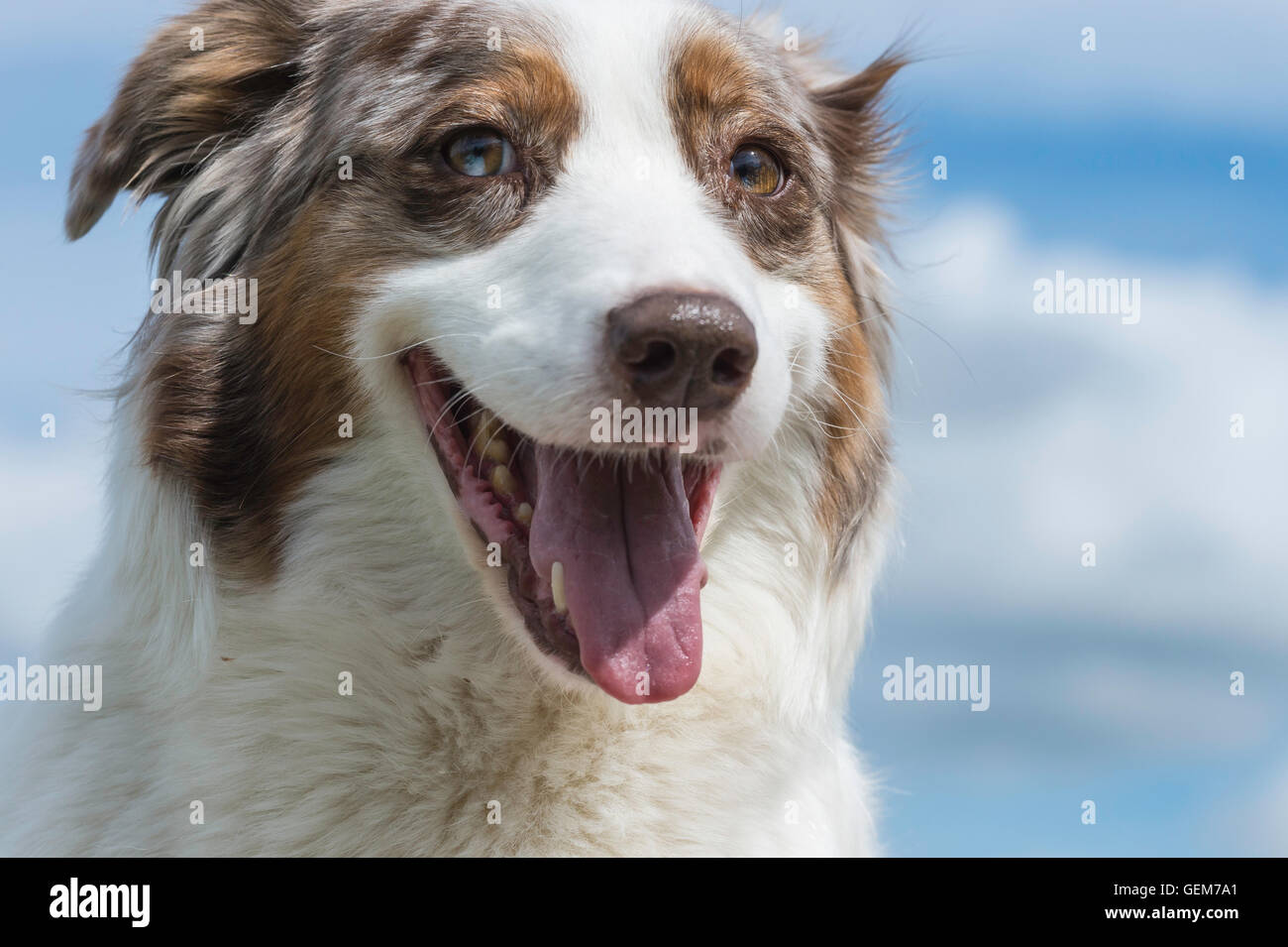 Red merle Australian shepherd dog, female Stock Photo - Alamy