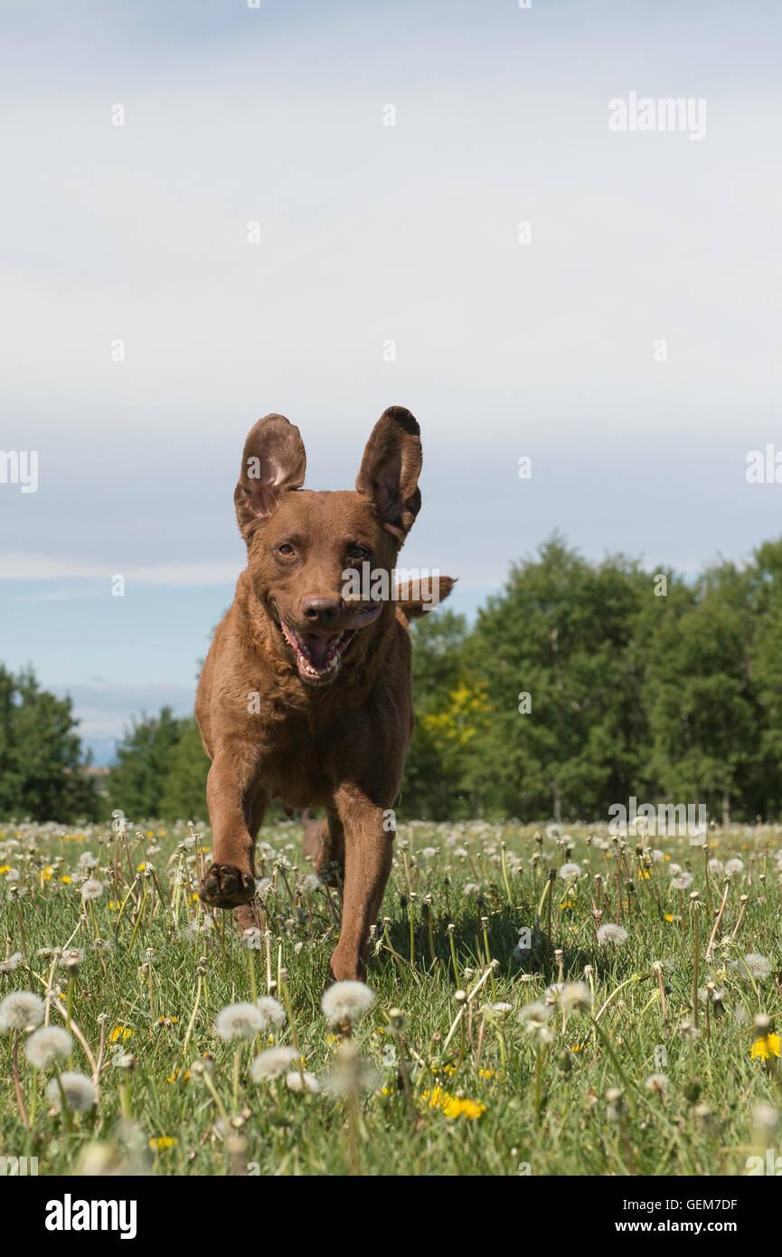 Chesapeake Bay Retriever female, Tikka, Grand Champion Excellent ...