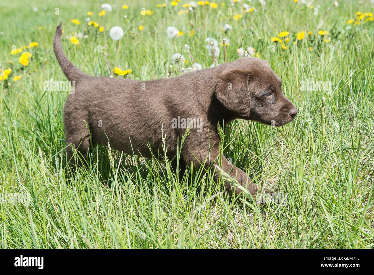 6 week old puppy hi-res stock photography and images - Alamy