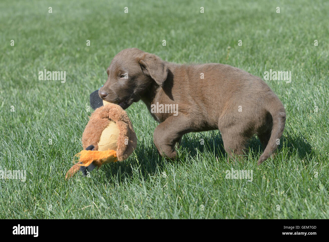 Seven-week-old Chesapeake Bay Retriever puppy, with toy duck Stock ...