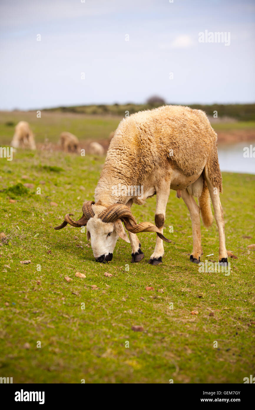 Lamb with horns hi-res stock photography and images - Alamy