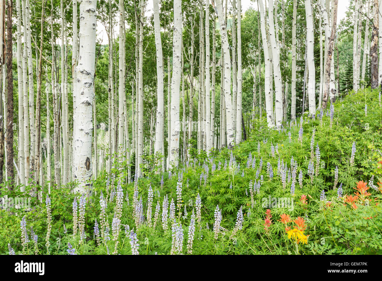 A stand of quaking aspen trees on a lush slope over Lupine and other ...