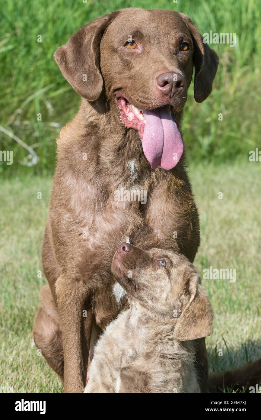 Eight-week-old Chesapeake Bay Retriever puppy with mother Stock Photo - Alamy