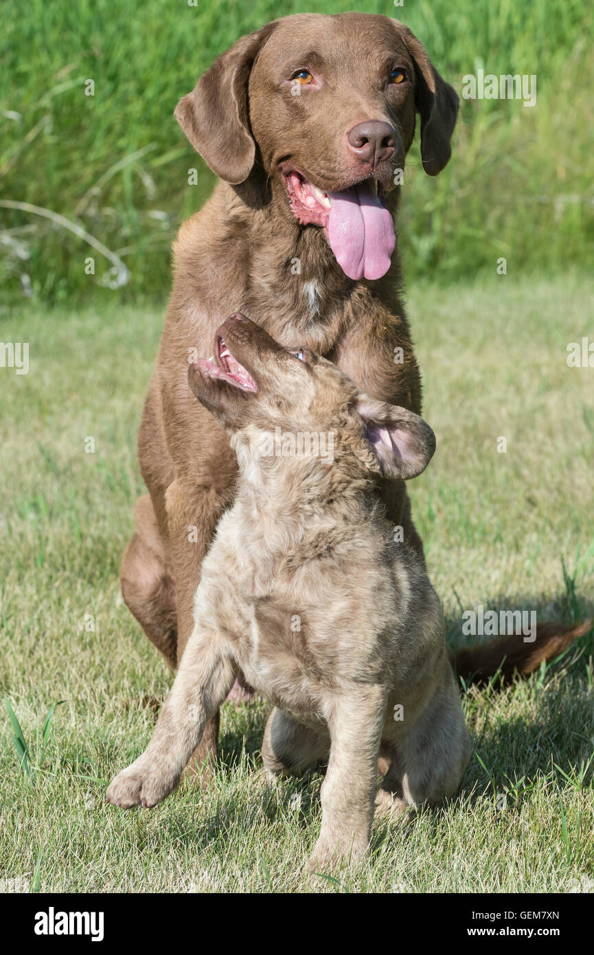 Eight-week-old Chesapeake Bay Retriever puppy with mother Stock Photo - Alamy