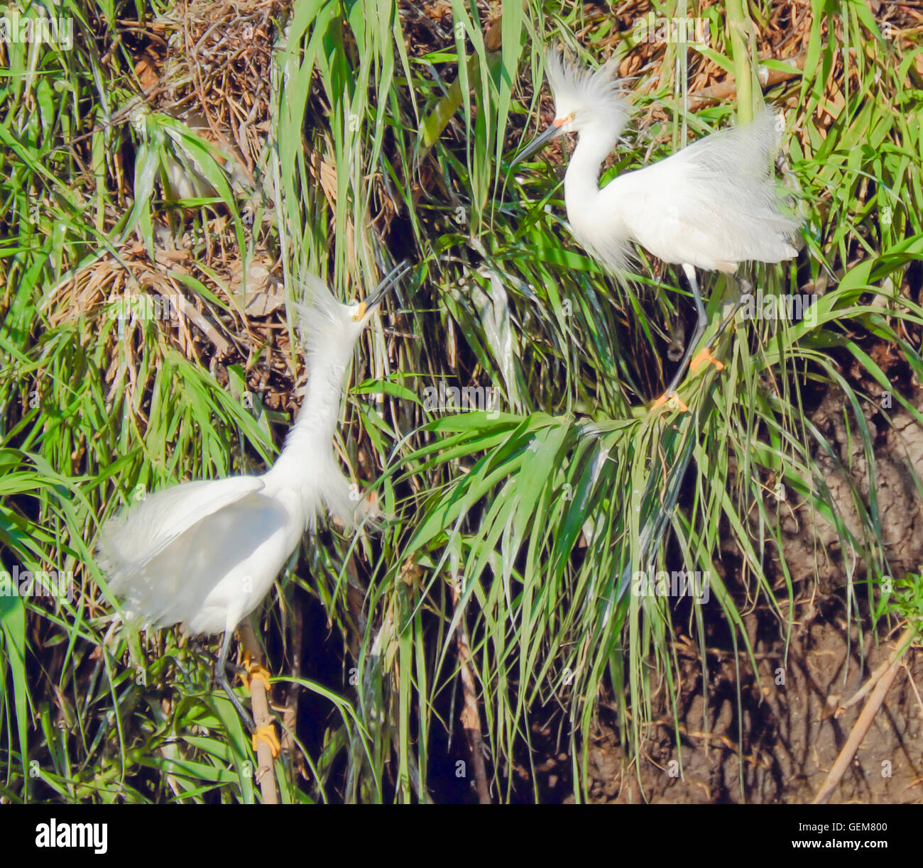 Two Snowy Egret Egretta thula wading shorebirds interacting at Murphy ...