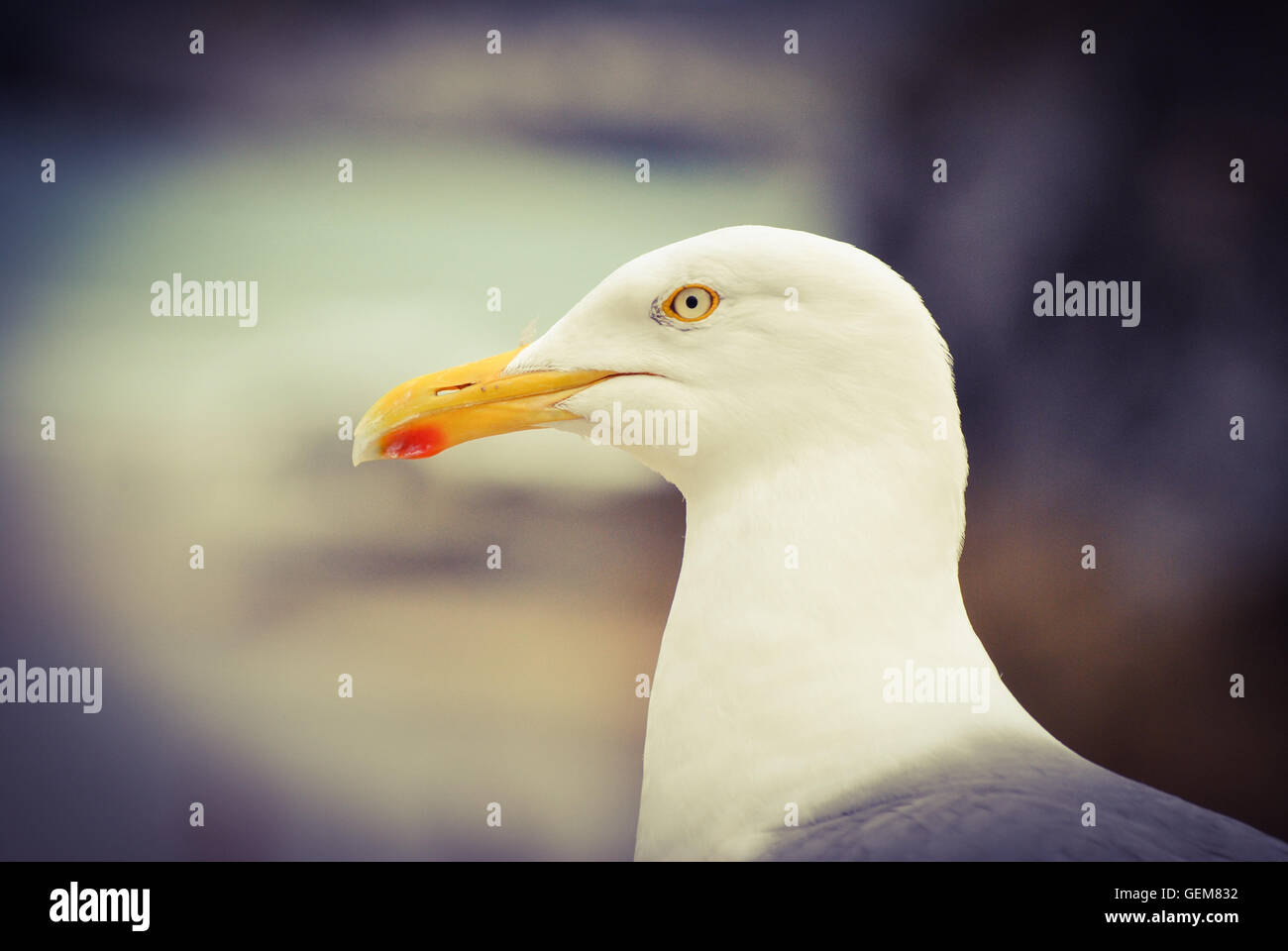 portrait of seagull Stock Photo - Alamy