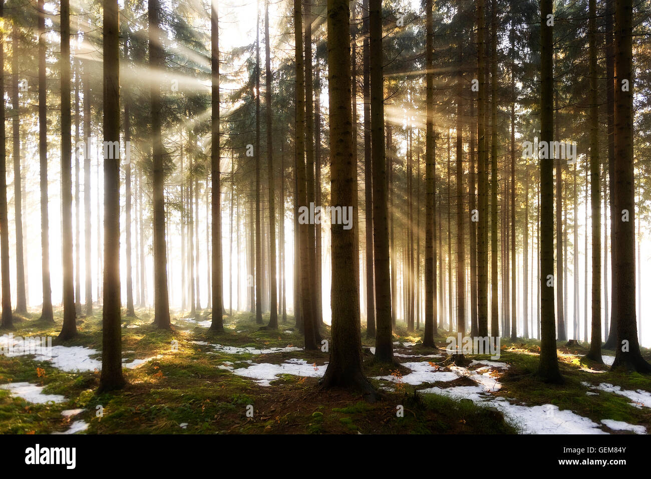 Misty forest landscape sun rays hi-res stock photography and images - Alamy