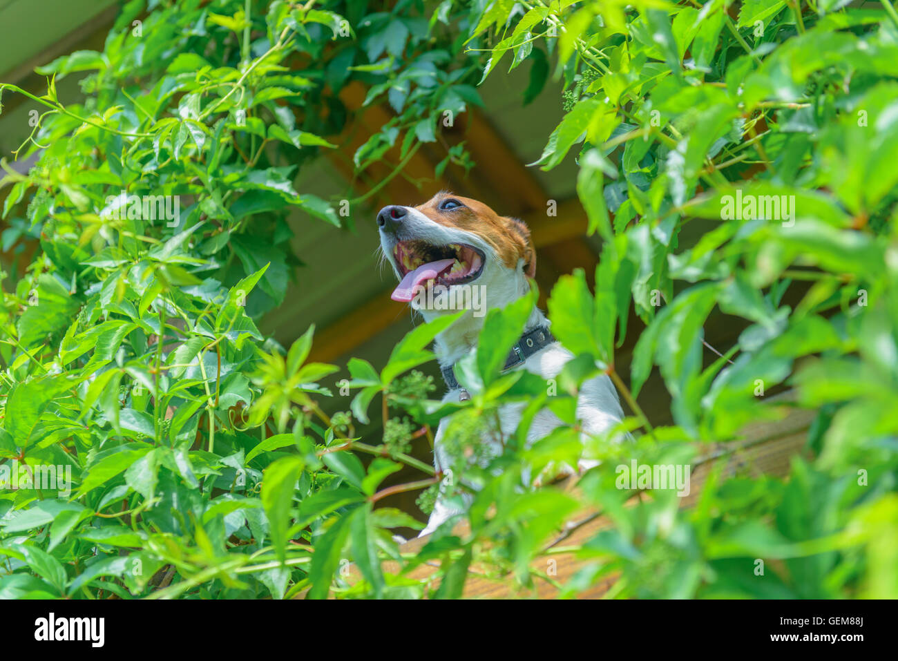 Smiling dog hi-res stock photography and images - Alamy