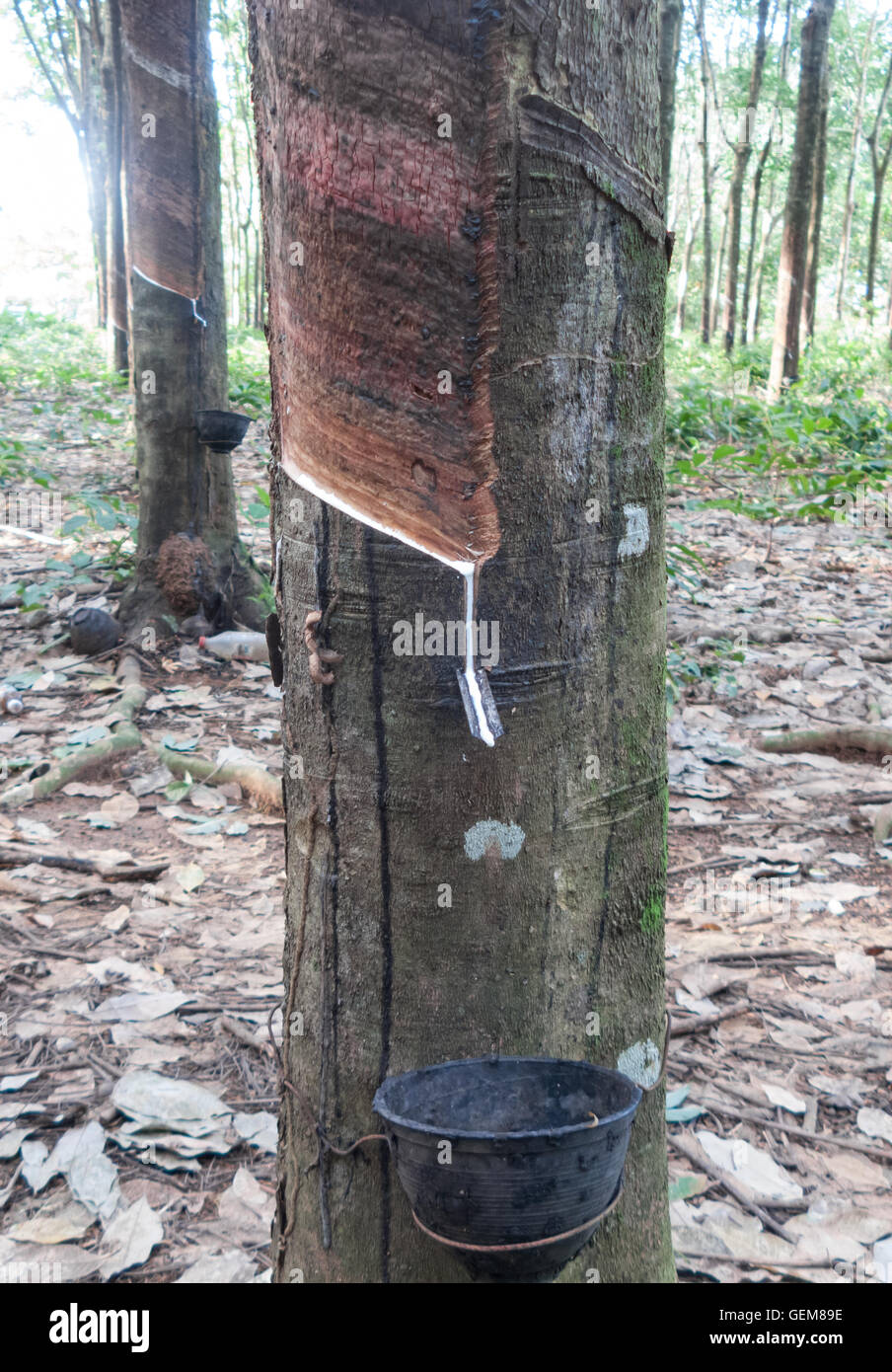 Rubber tree with a bowl Stock Photo - Alamy