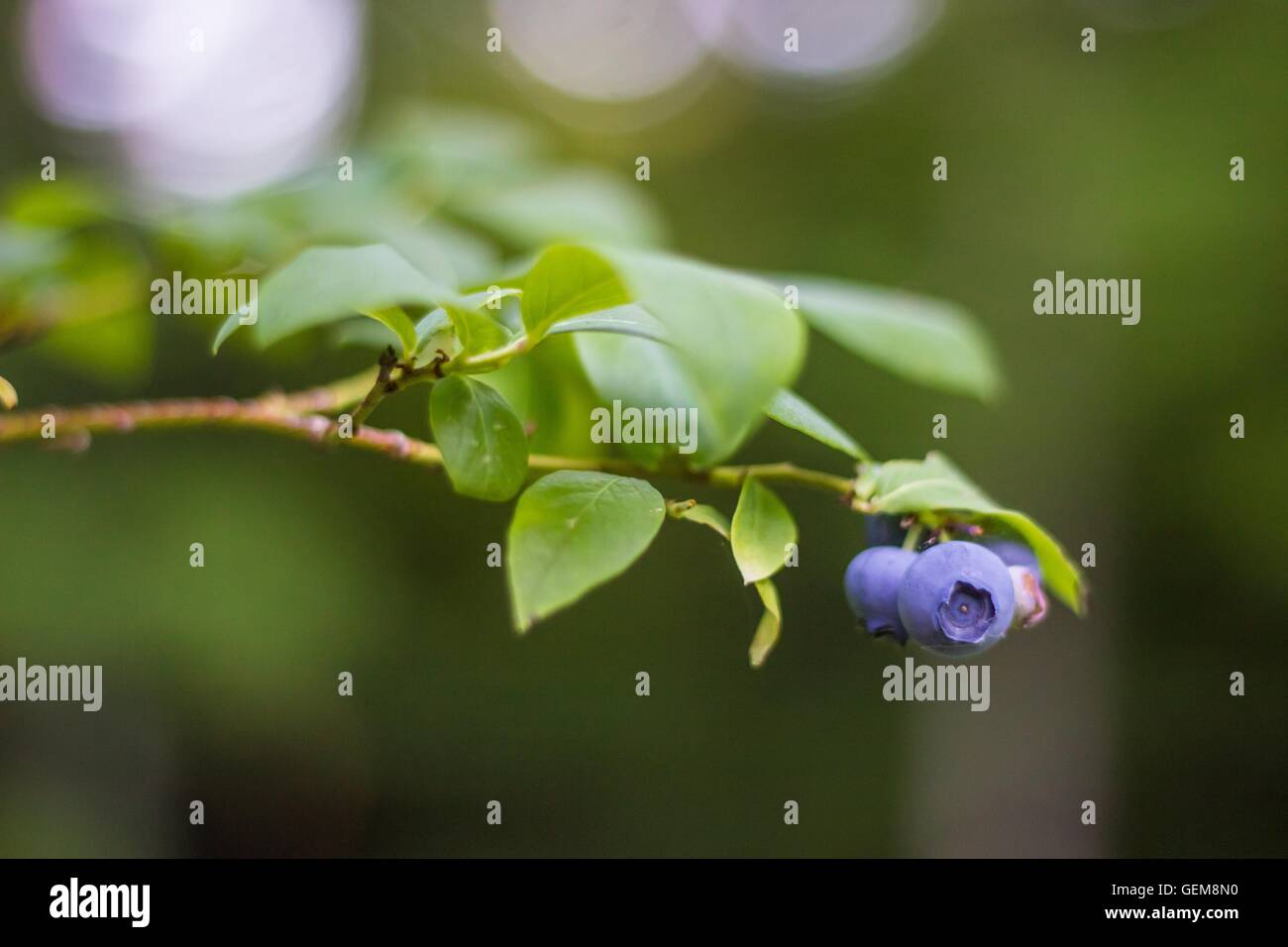 Single Bunch on Blueberry Bush Stock Photo - Alamy