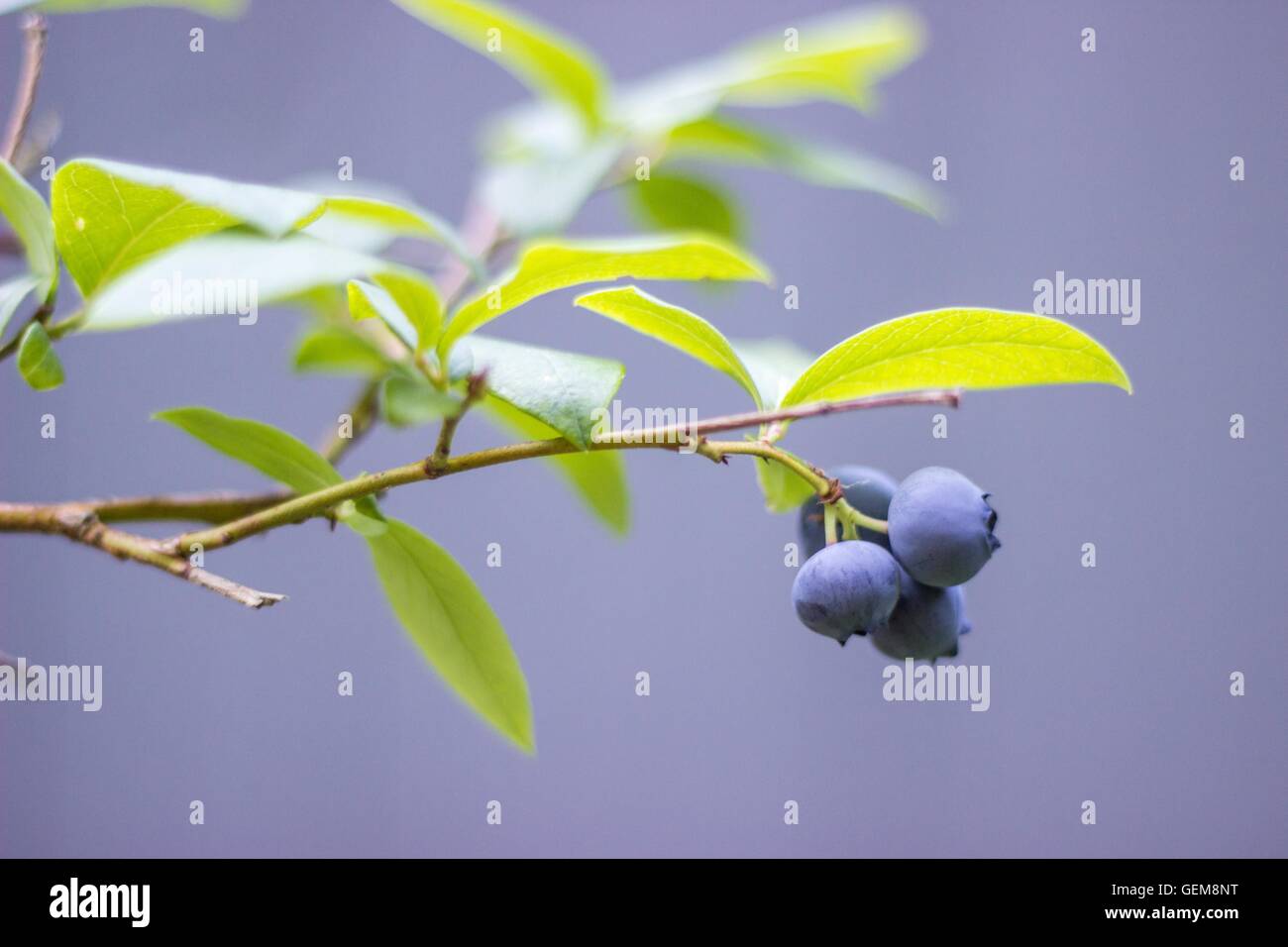 Single Bunch on Blueberry Bush Stock Photo - Alamy