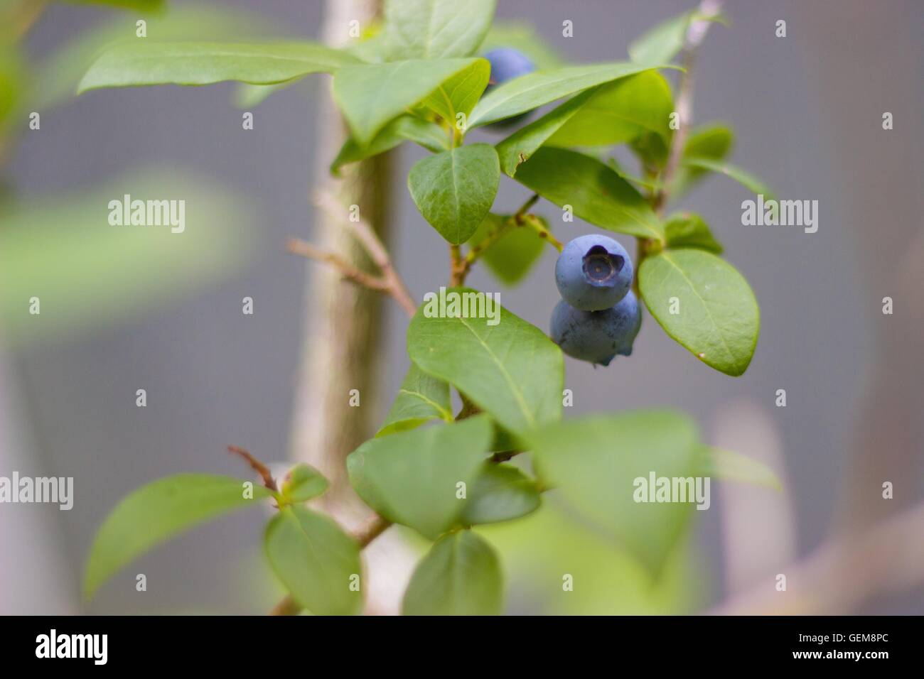 Single Bunch on Blueberry Bush Stock Photo - Alamy