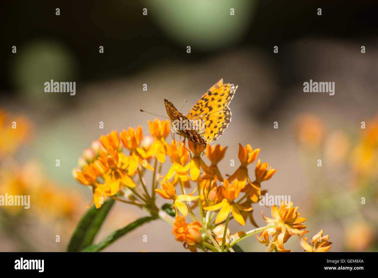 Butterfly on Yellow Flowers Stock Photo - Alamy