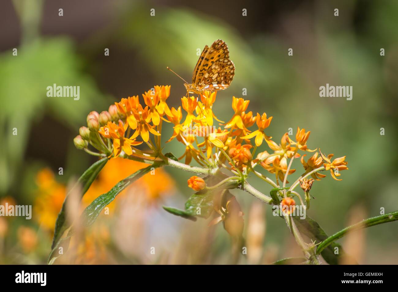 Butterfly at yellow flowers hi-res stock photography and images - Alamy