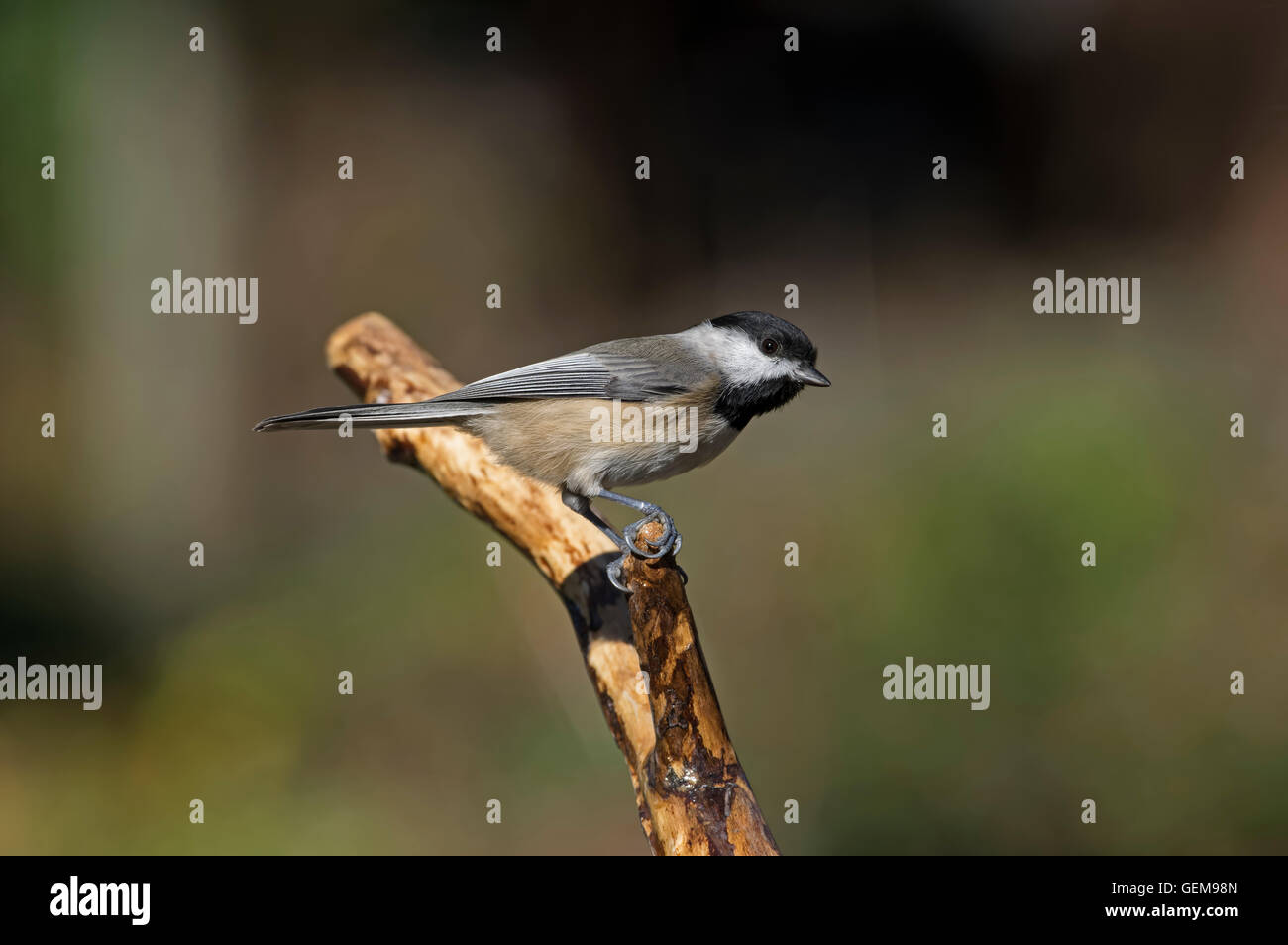 Chickadees are a group of North American birds in the tit family ...