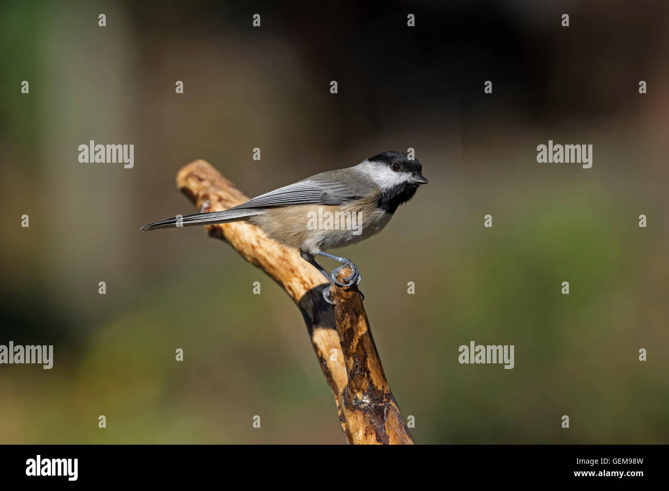 Chickadees are a group of North American birds in the tit family ...