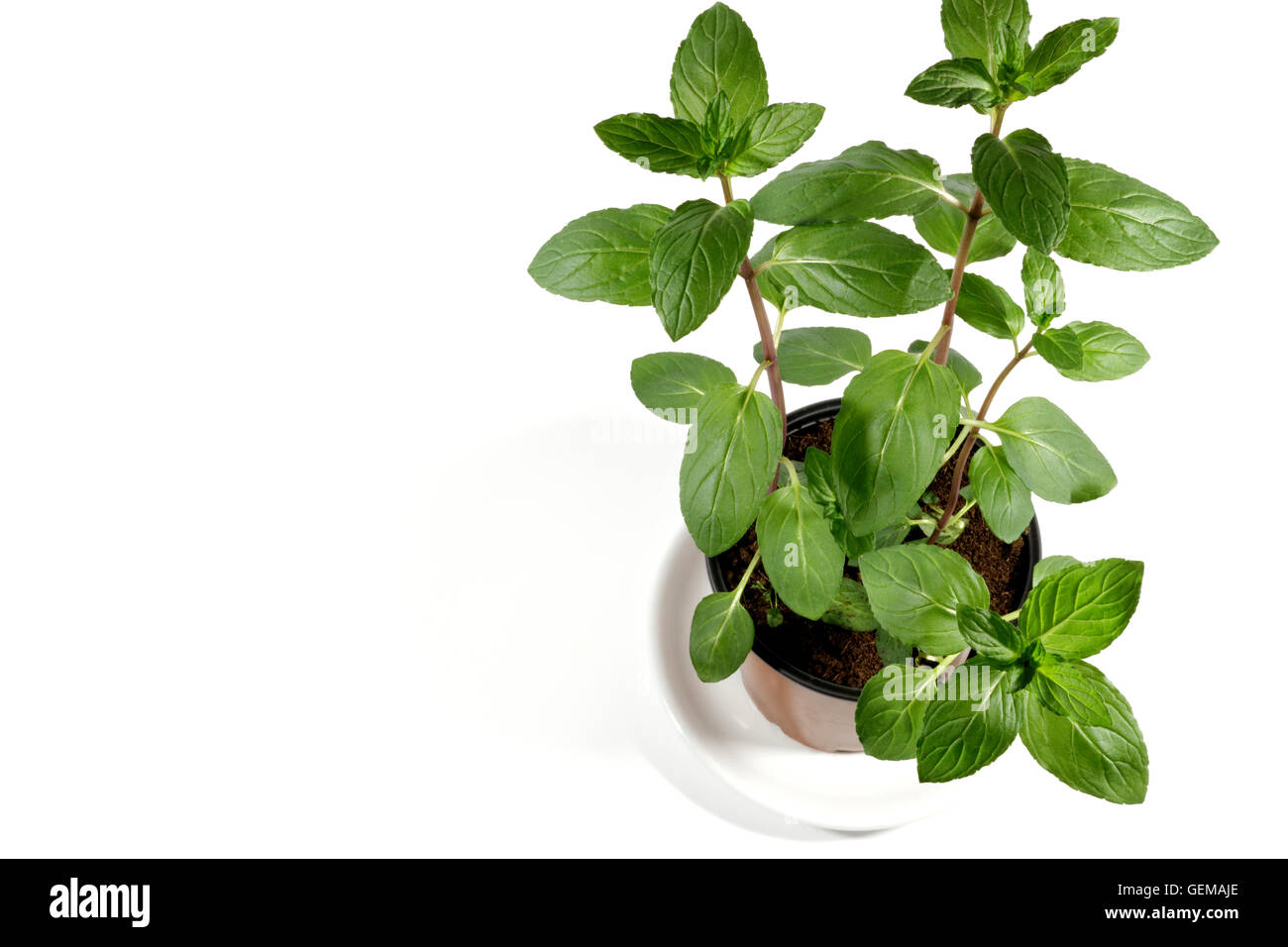 Mint growing pot hi-res stock photography and images - Alamy