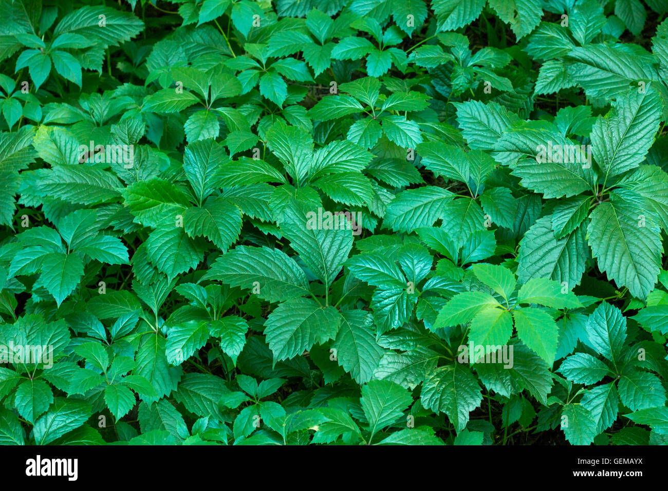 Virginia creeper, wild grape background Stock Photo - Alamy
