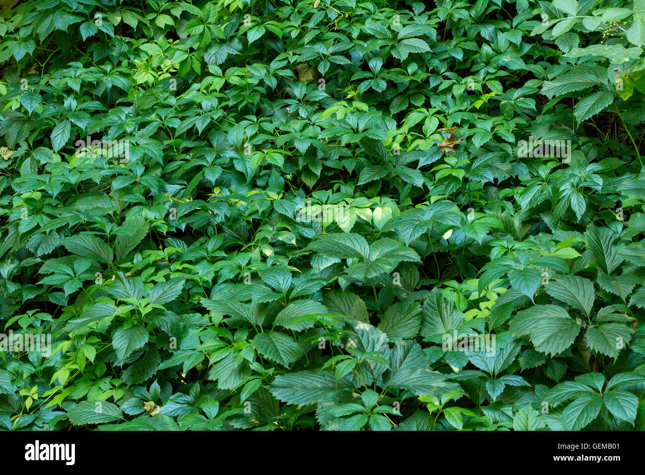 Virginia creeper, wild grape green flora background Stock Photo - Alamy