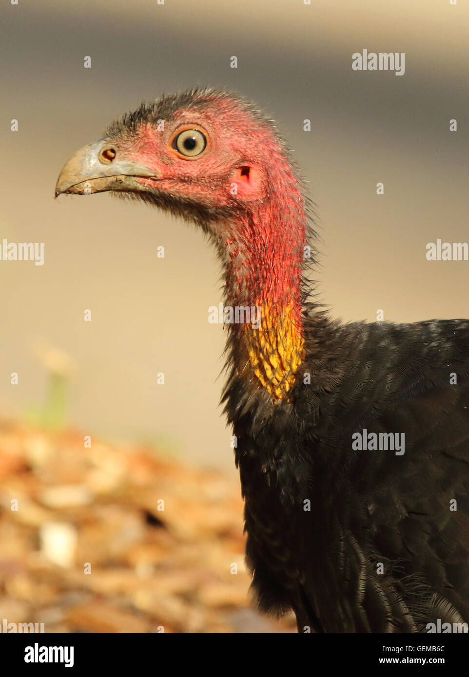A portrait of an Australian Brush Turkey looking up Stock Photo - Alamy