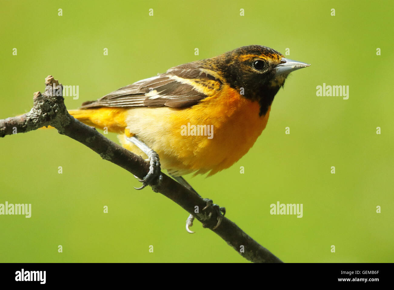 A male Baltimore Oriole pointing with its beak Stock Photo - Alamy