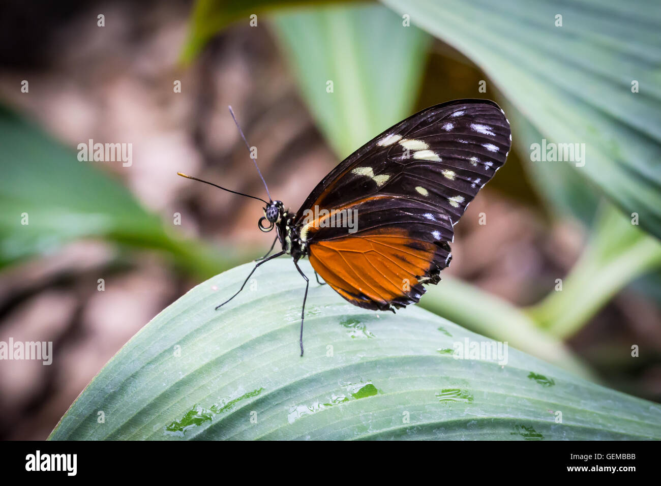 Profile of butterfly hi-res stock photography and images - Alamy