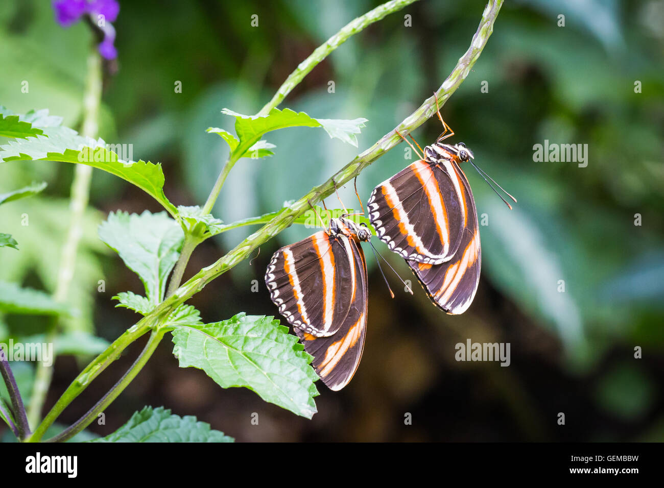 Zebra Longwing butterfly pair, horizontal Stock Photo - Alamy