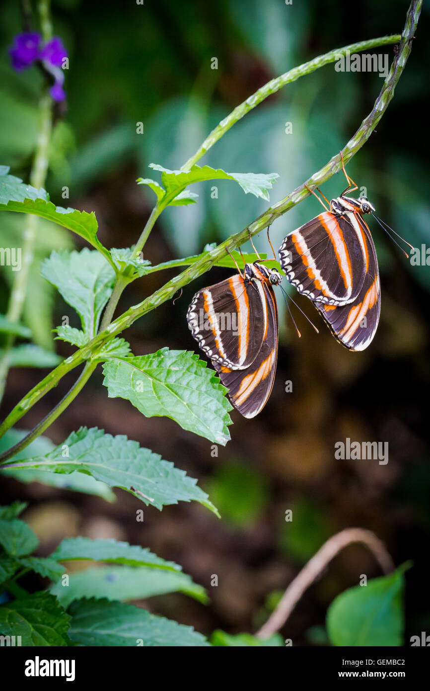 Zebra Longwing Butterfly pair, vertical Stock Photo - Alamy