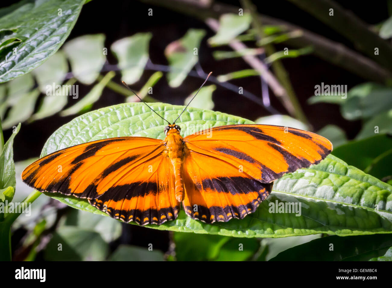 Tiger pattern butterfly hi-res stock photography and images - Alamy