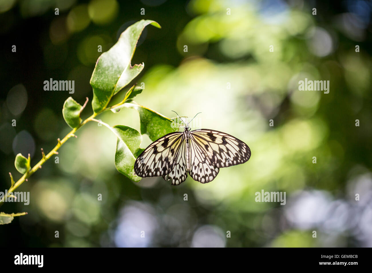 White paper butterfly hi-res stock photography and images - Alamy