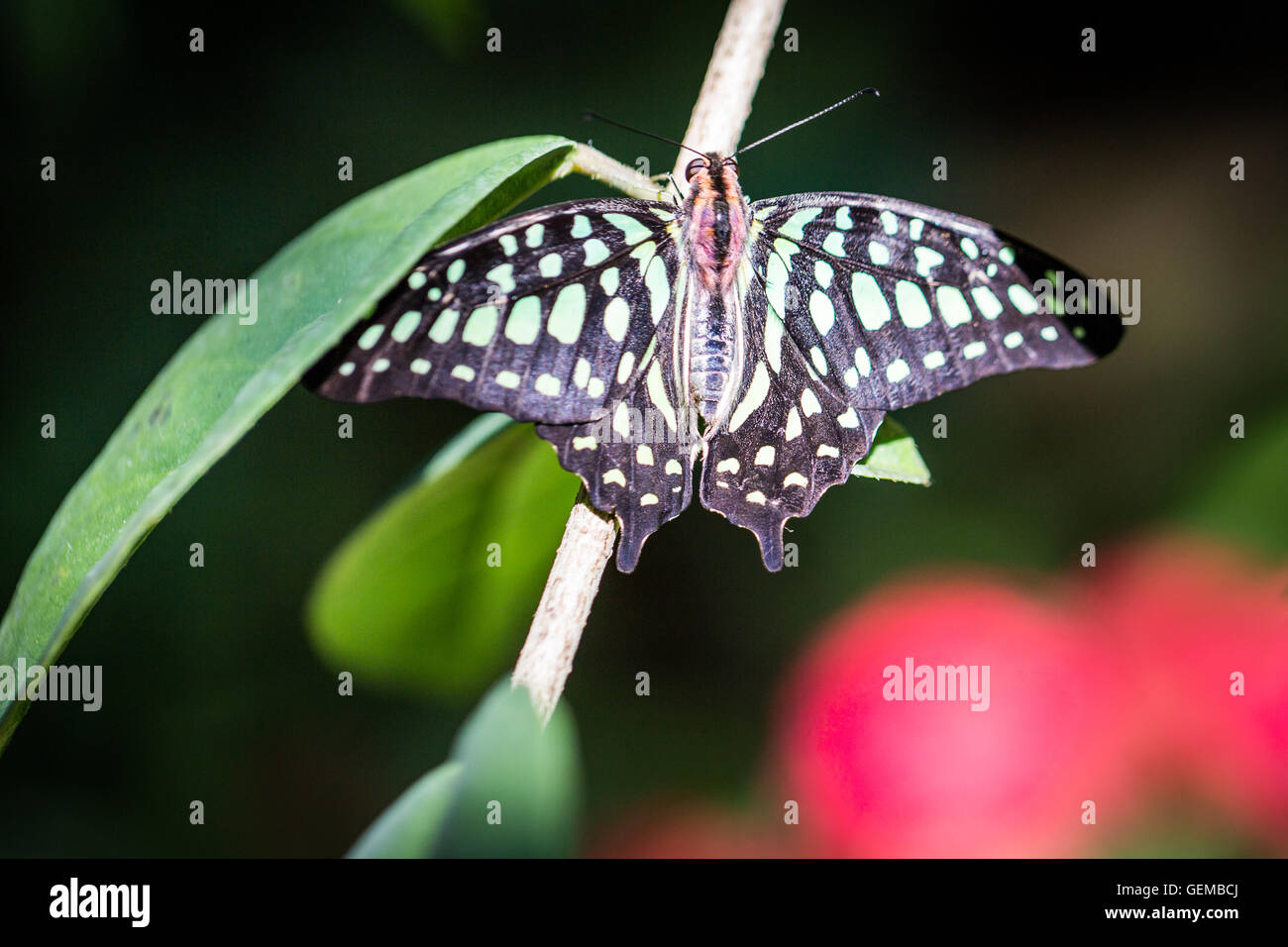 Exotic butterfly species hi-res stock photography and images - Alamy