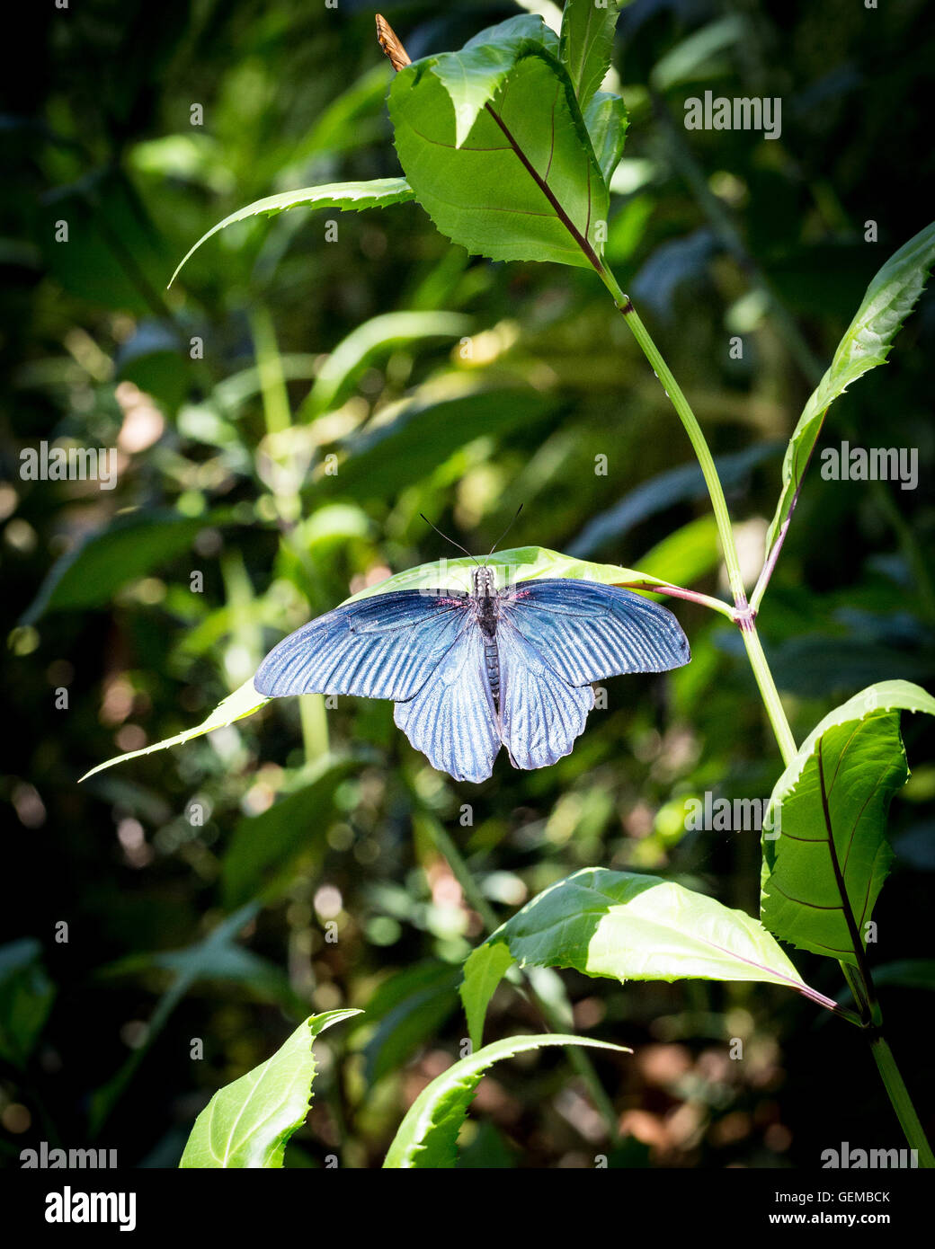 Exotic butterfly species hi-res stock photography and images - Alamy