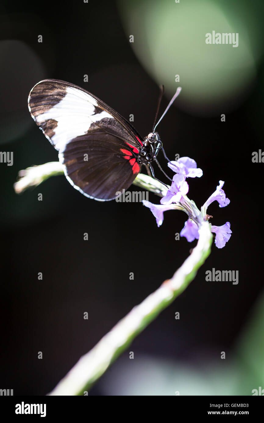 The Cydno Longwing butterfly Stock Photo - Alamy