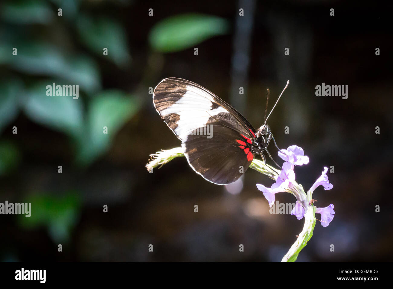 Longwing hi-res stock photography and images - Alamy