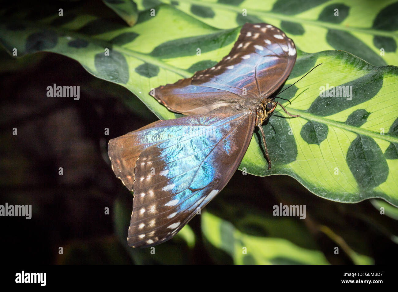 Blue morpho butterfly wing hi-res stock photography and images - Alamy