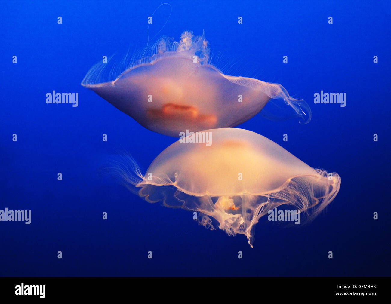 Love jellyfish hi-res stock photography and images - Alamy