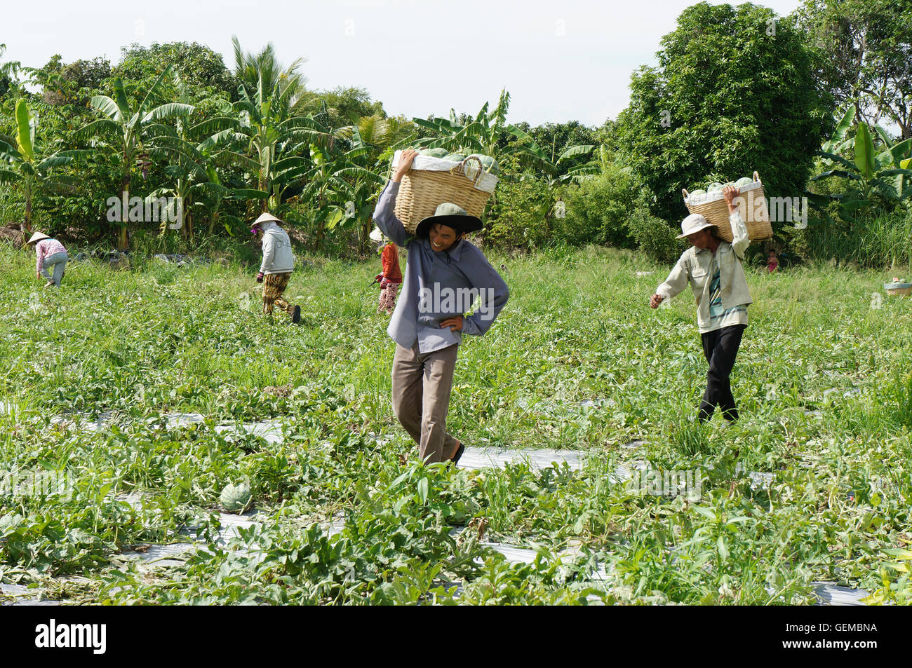 Group of Asian farmer working on agriculture field, Vietnamese man ...