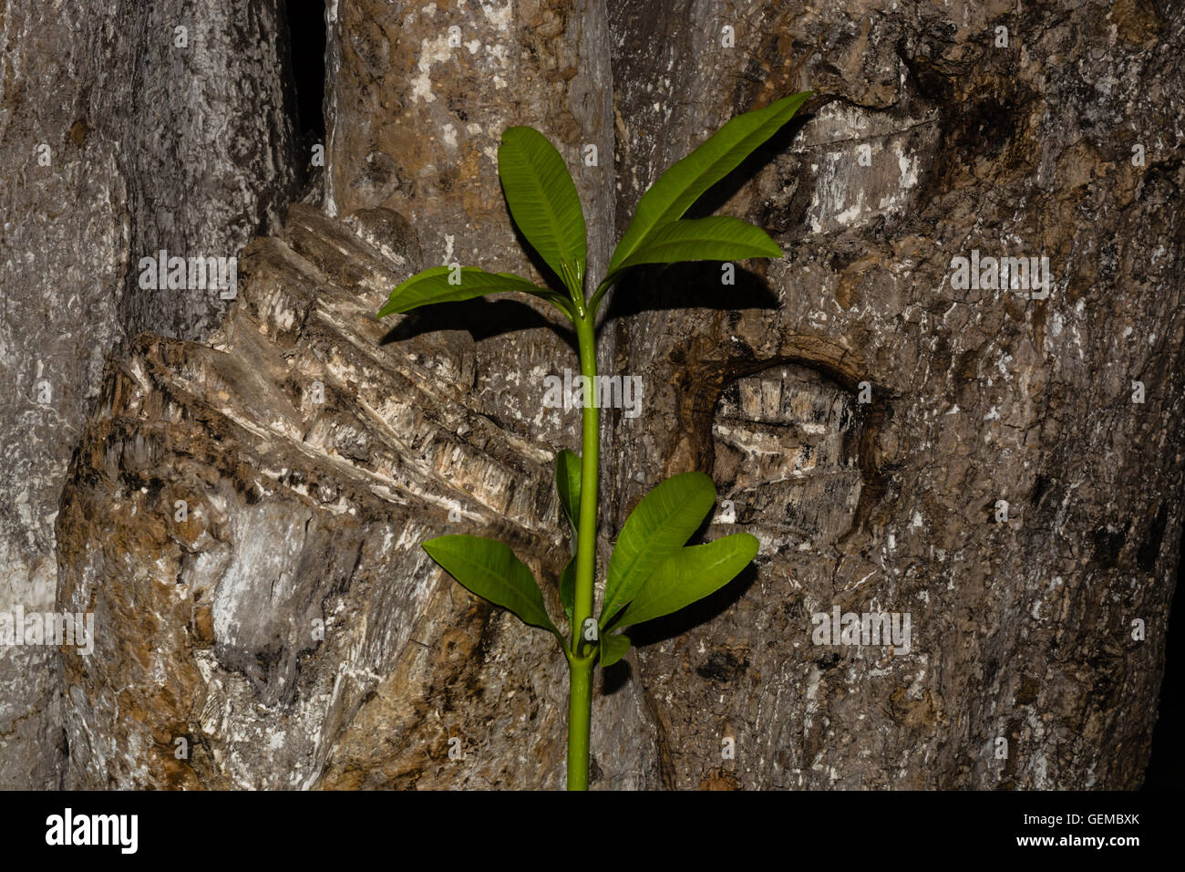 Conocarpus Erectus Tree High Resolution Stock Photography and Images ...