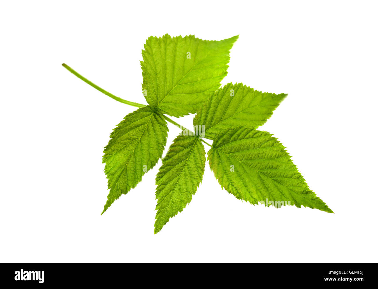raspberry leaf isolated on white Stock Photo - Alamy