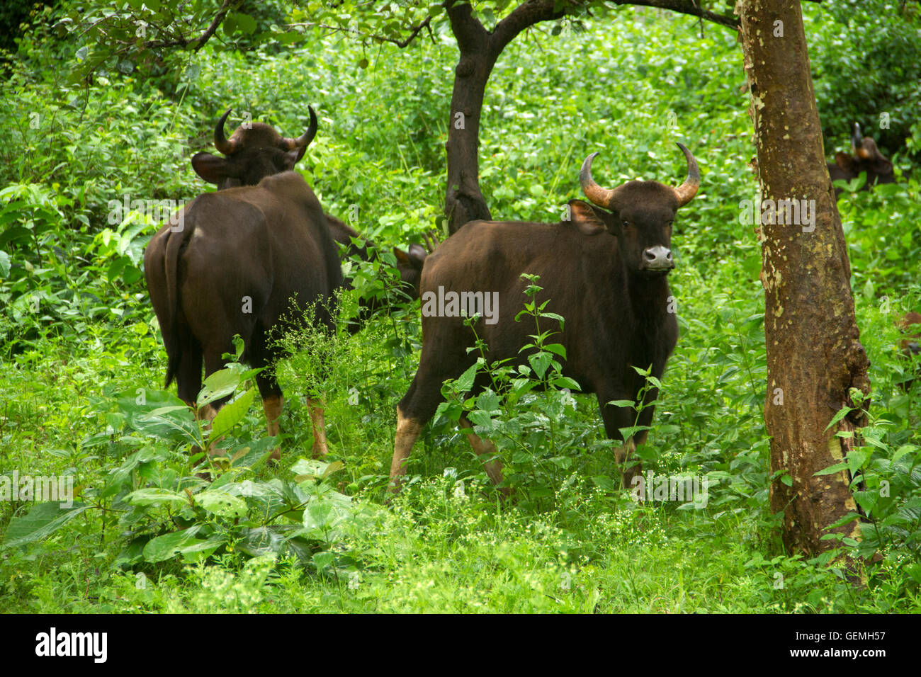 The Gaur family or the Indian Bison in lush green forest Stock Photo ...