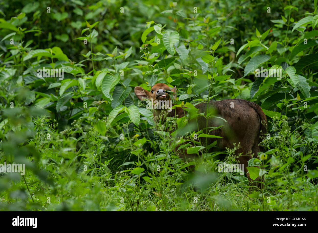 Indian Gaur calf in lush green forest Stock Photo - Alamy