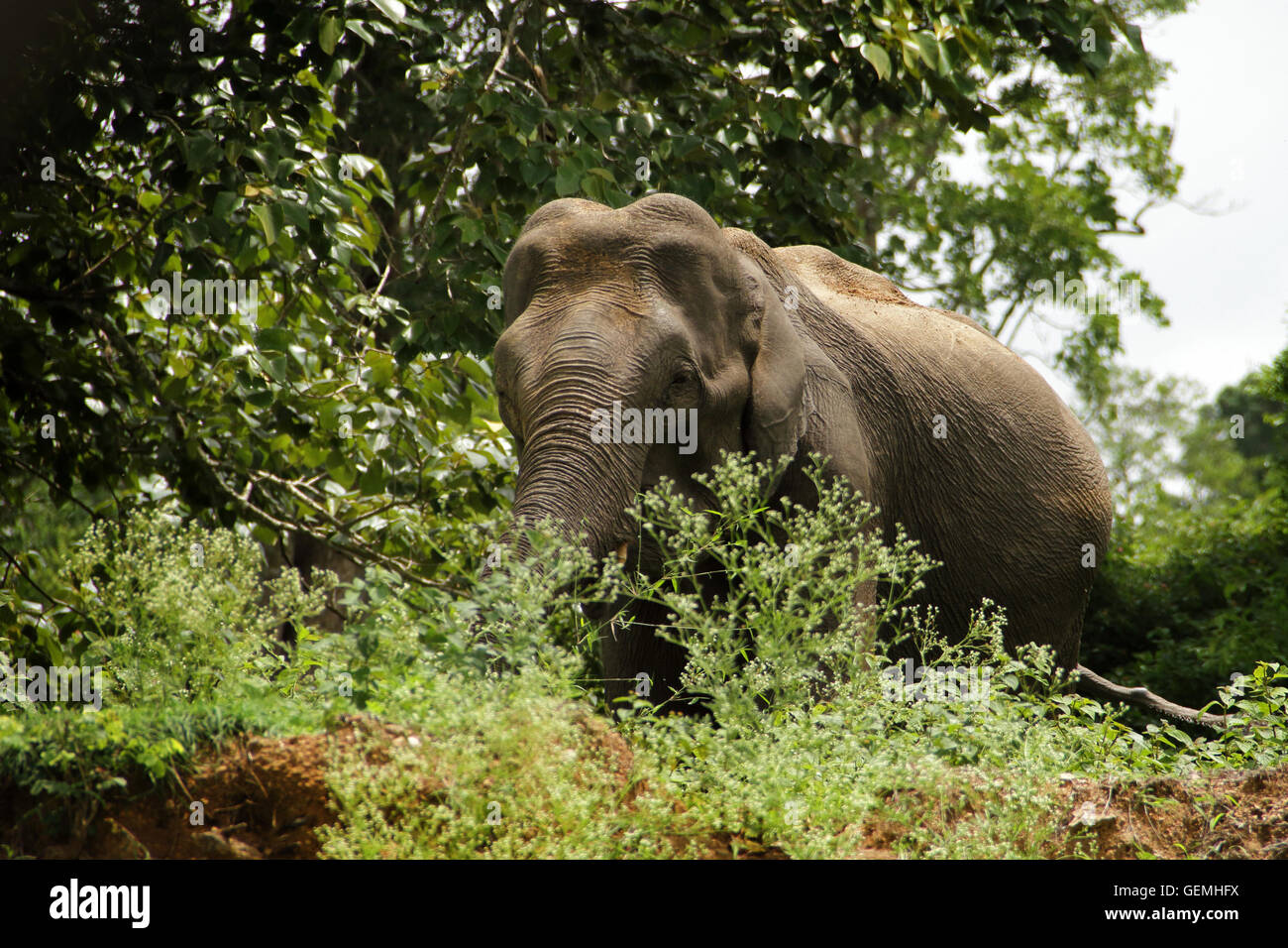 Asian Elephant in wild forest Stock Photo - Alamy