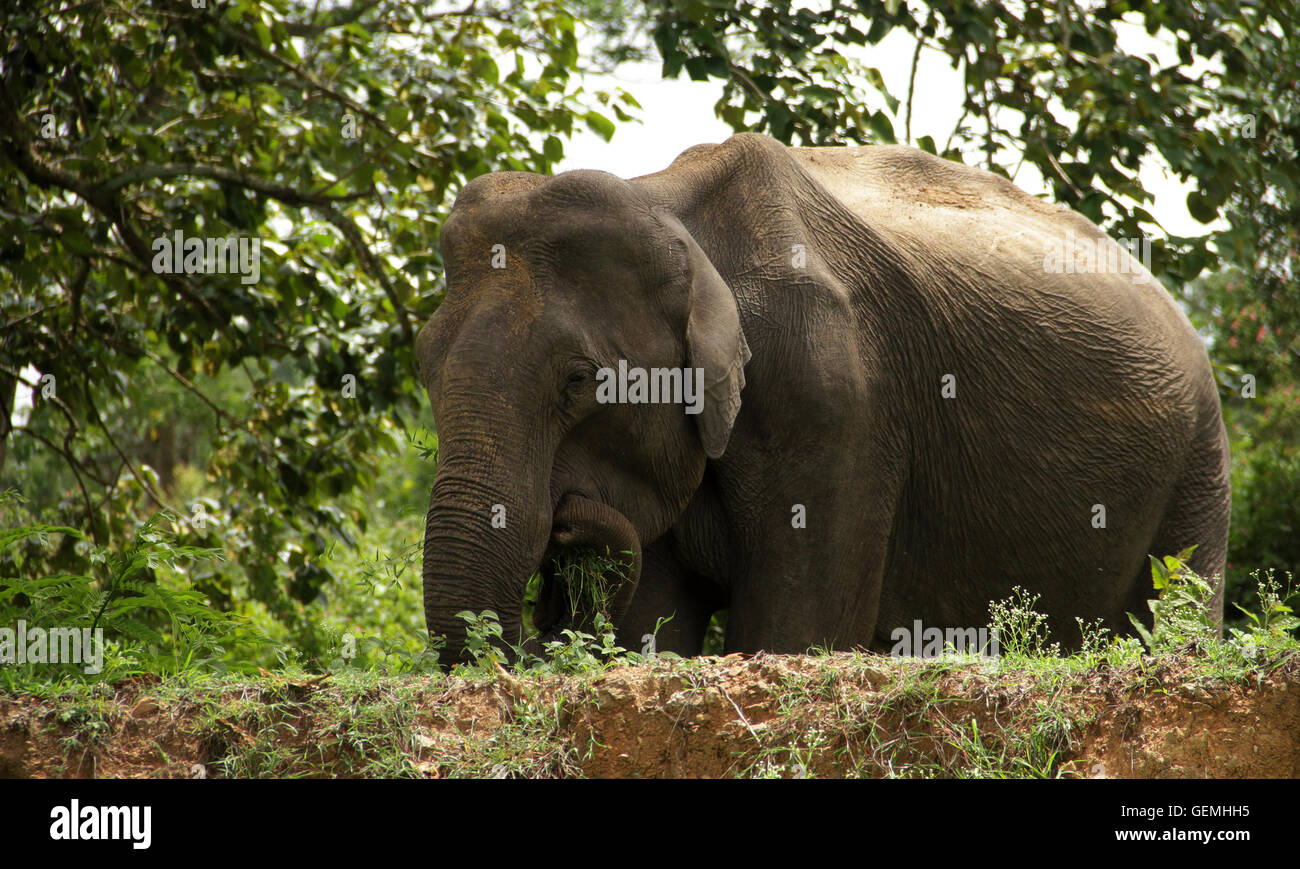 Real texture african elephant hi-res stock photography and images - Alamy
