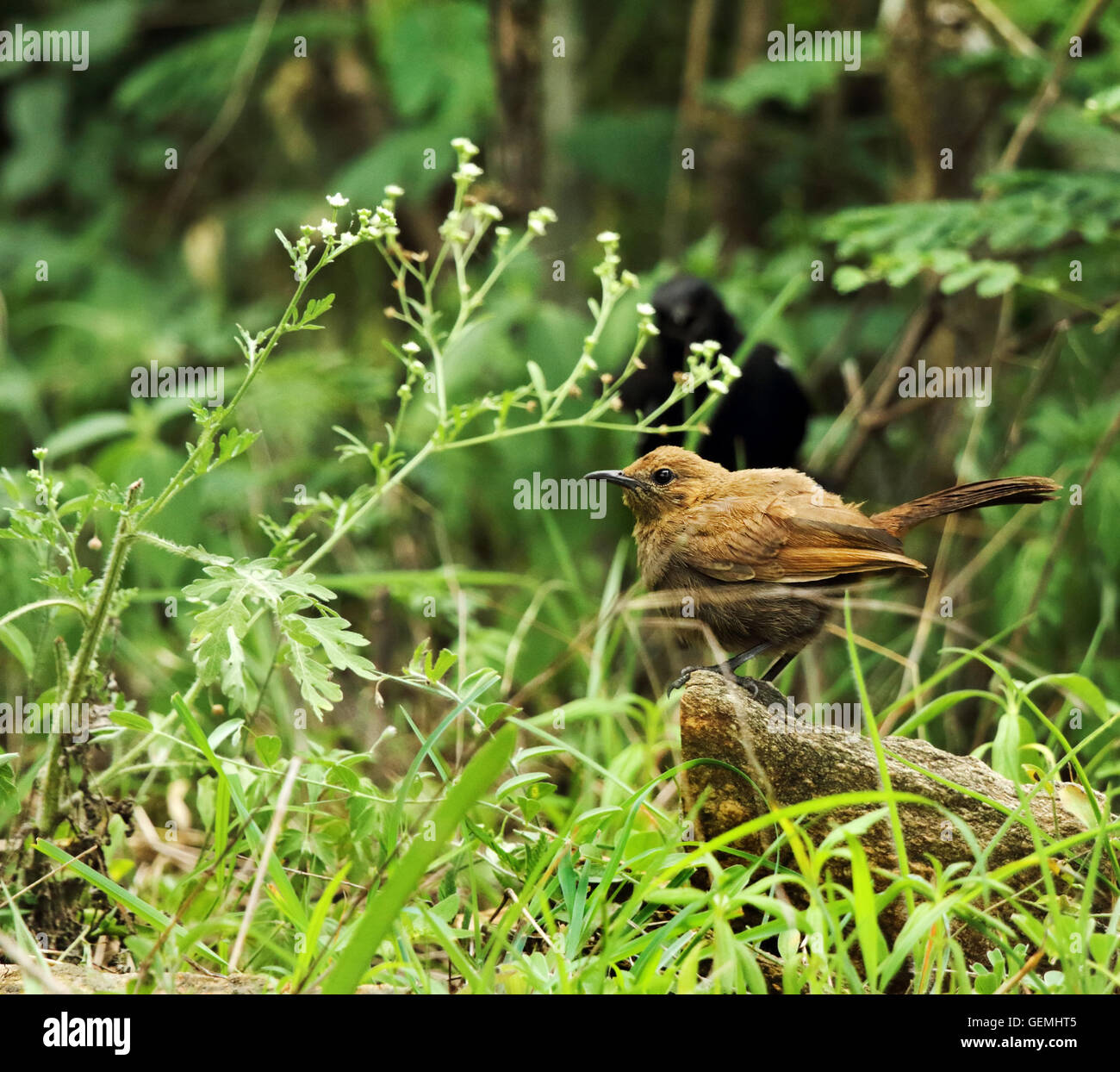 Robin magpie is national bird of bangladesh hi-res stock photography ...