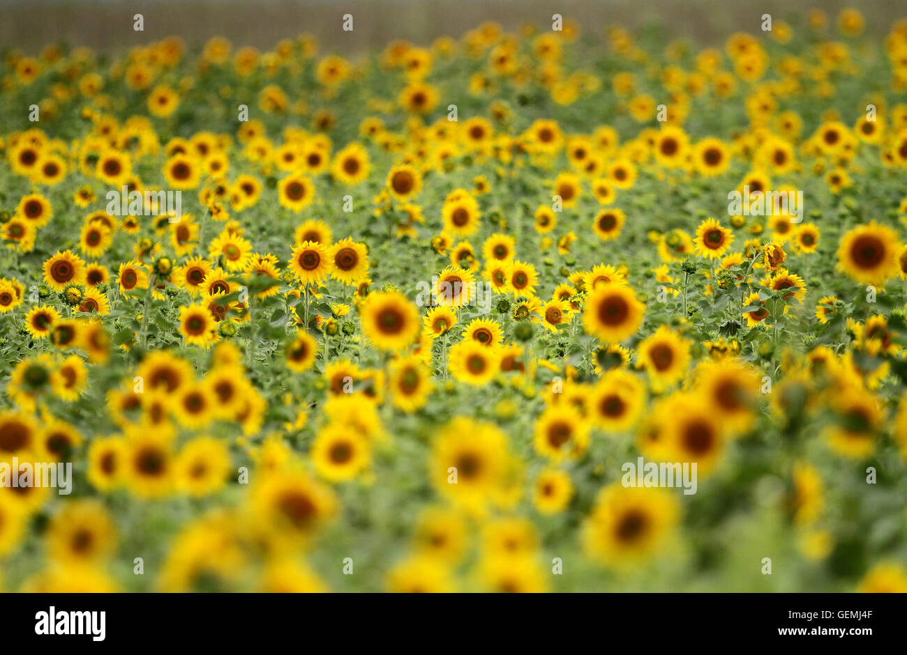 Sunflower farm with natural background. Sunflower blooming Stock Photo ...
