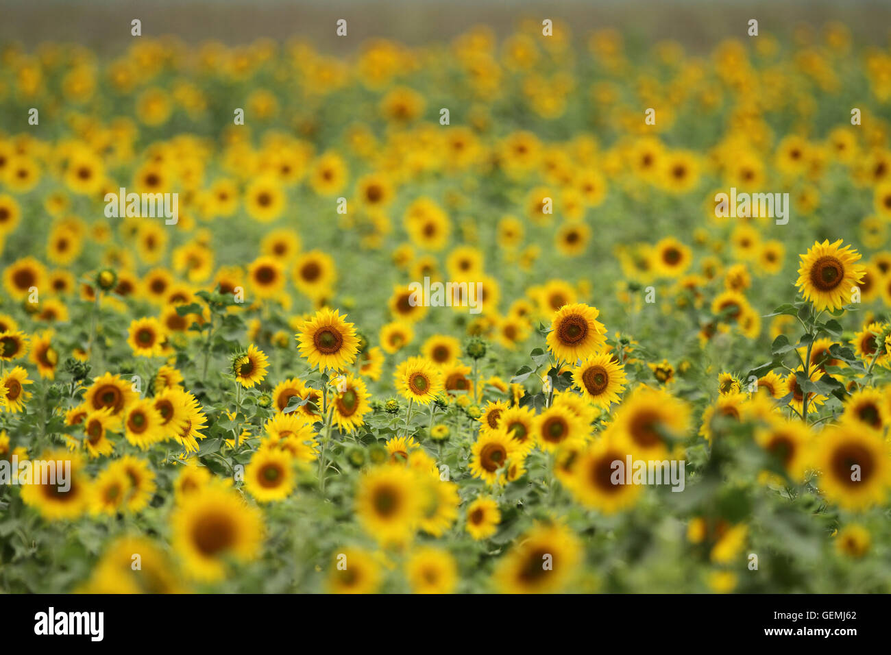 Sunflower farm with natural background. Sunflower blooming Stock Photo ...