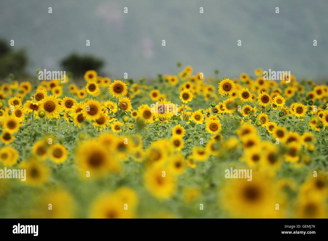 Sunflower farm with natural background. Sunflower blooming Stock Photo ...