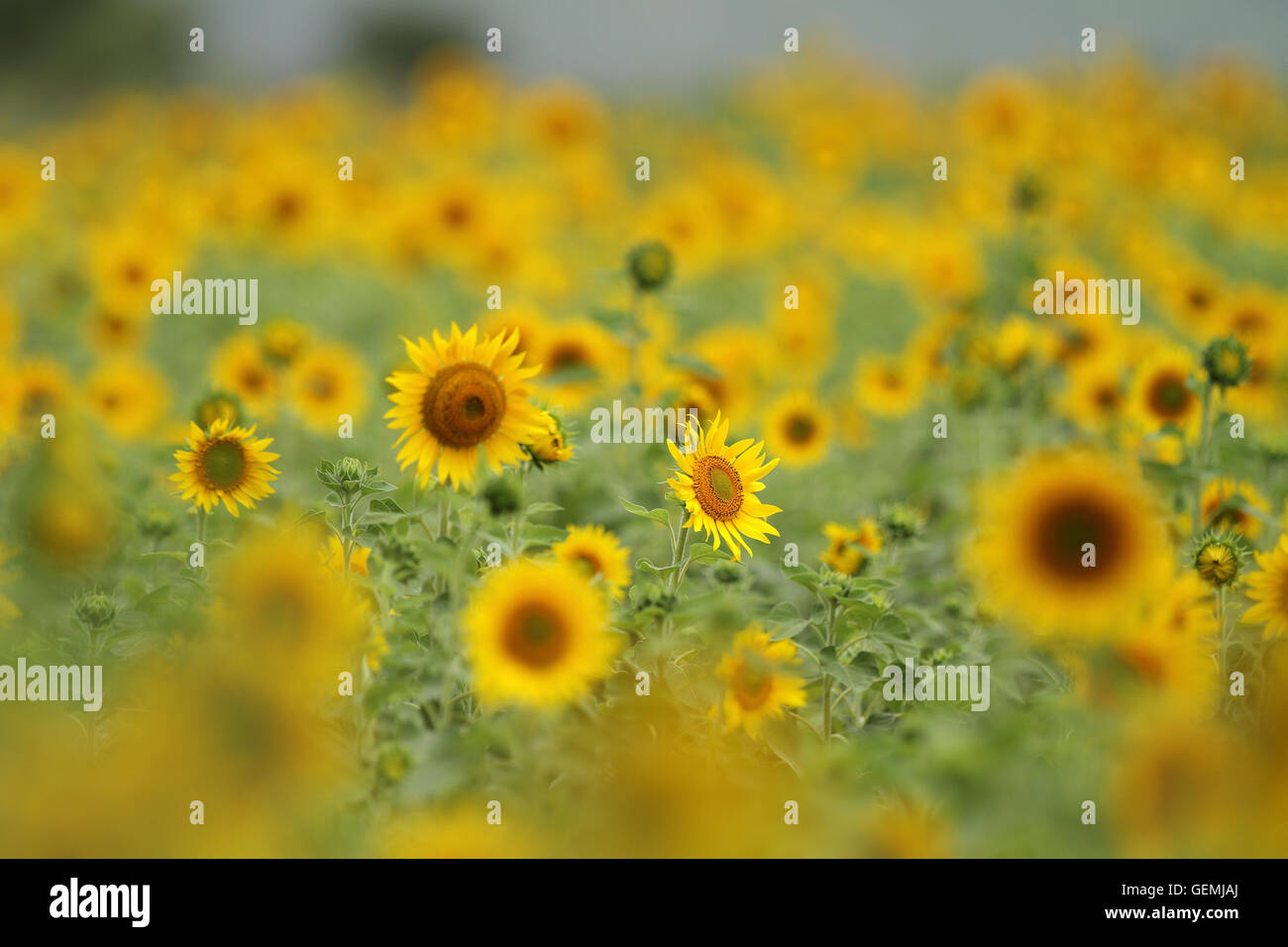Sunflower farm with natural background. Sunflower blooming Stock Photo ...