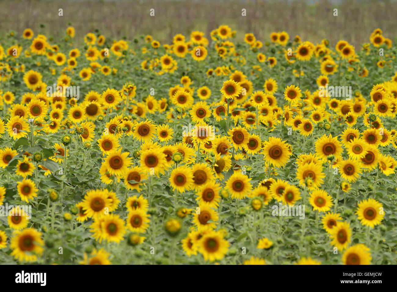Sunflower farm with natural background. Sunflower blooming Stock Photo ...